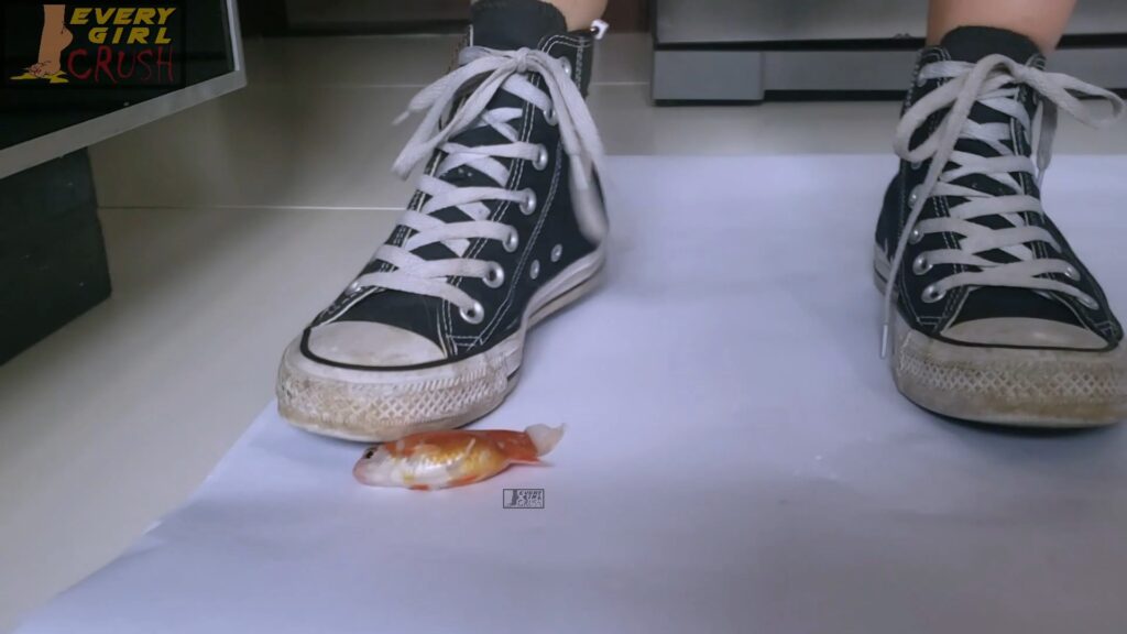 LSMTFP – Dawn’s Converse Stomp - EVERYGIRL CRUSH