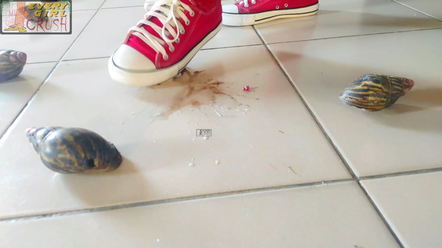 Snails - EVERYGIRL CRUSH